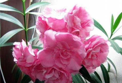 Олеандр розовый махровый - цветок напольный