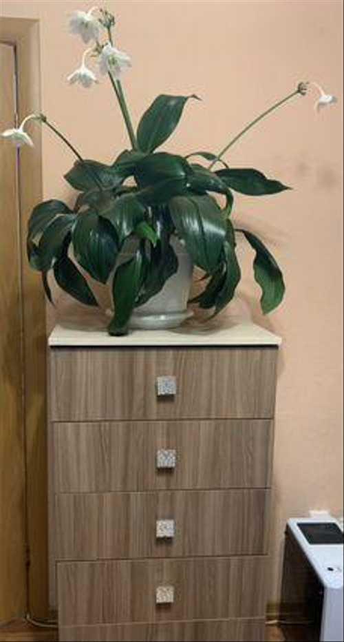 Комод