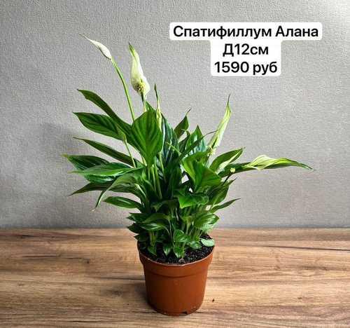 Спатифиллум алана
