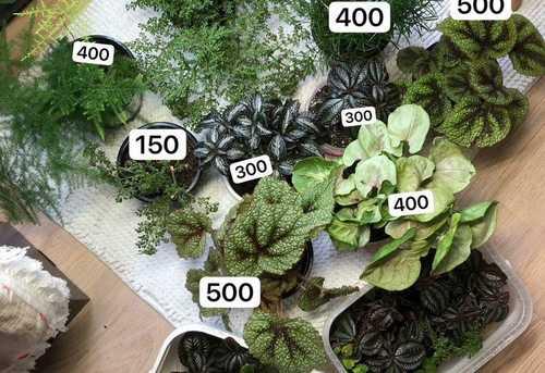 Растения для флорариума и комнаты