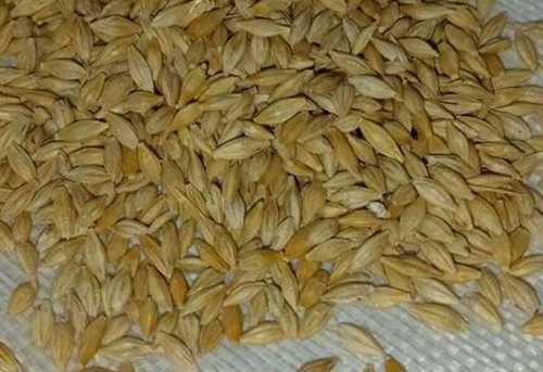 Ячмень Омскии 100, пшеница Тризо семена