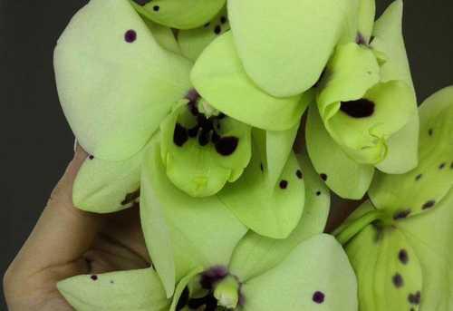 Орхидея Биг лип зелёный редкий