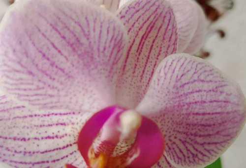 Цветущие орхидеи миди