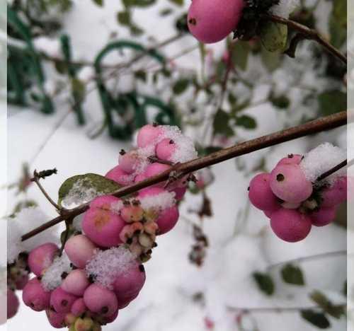 Снежноягодник розовый