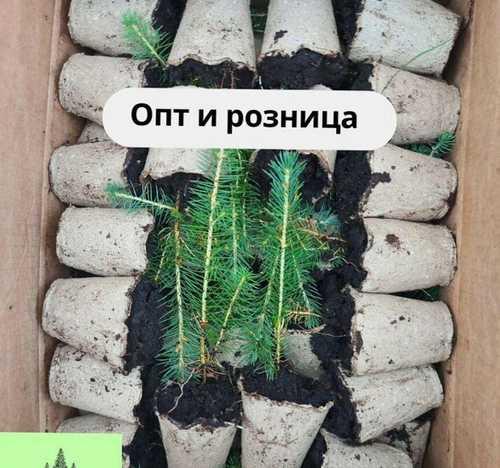 Сосна Обыкновенная Pinus sylvestris