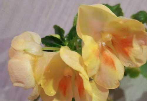 Бальзамин орхидейный (Жёлтый)