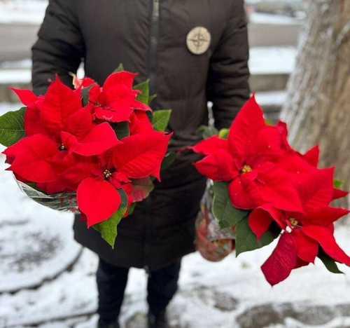 Пуансеттия рождественская звезда