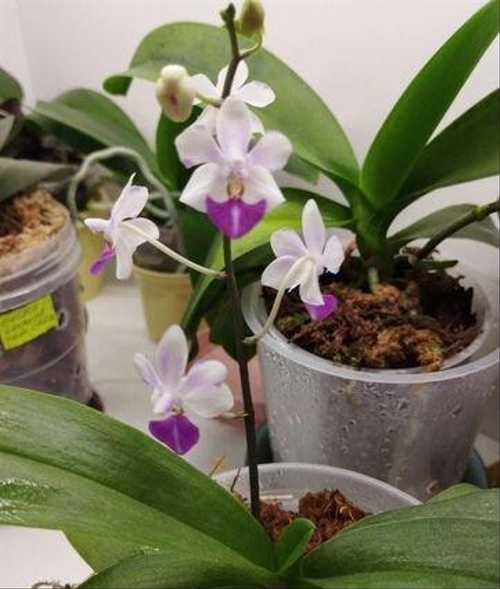Орхидея мини Анна ларети
