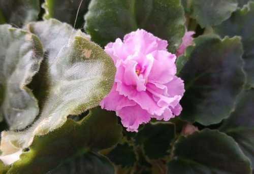 Фиалка розовыми розочками крупные соцветия