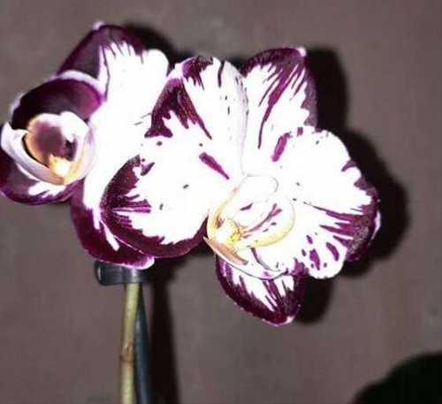 Орхидея Ever Spring Prinse (Лененда)