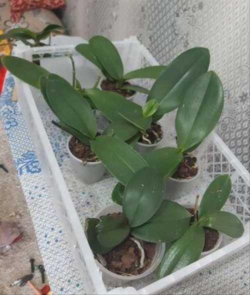 Орхидея фаленопсис мини и миди