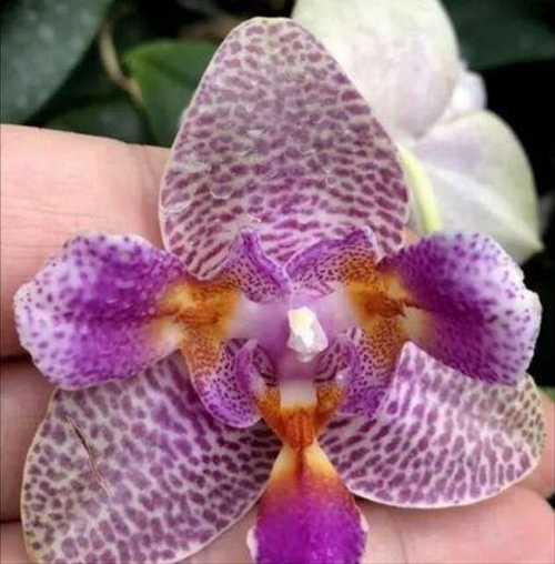 Орхидея фаленопсис Сказка