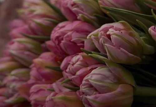 Тюльпаны пионовидные розовые
