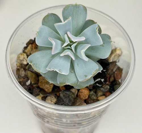 Эхеверия топси турви / Echeveria topsy turvy