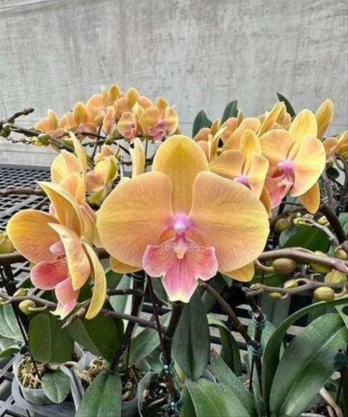 Орхидея биг лип не цветущая