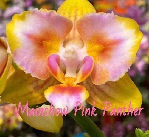 Орхидея фаленопсис Mainshow Pink Panther Азия