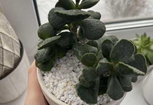 Адромискус купера (adromischus cooperi)