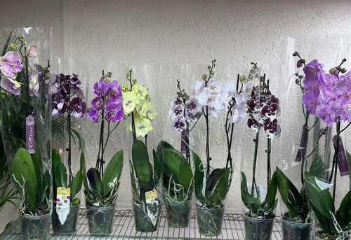 Орхидеи коллекционные
