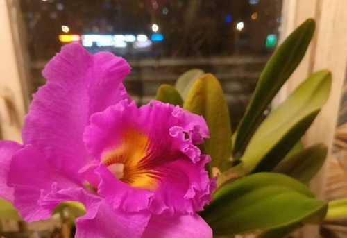 Цветущая орхидея Катлея гибр. Blc. Pamella Finney
