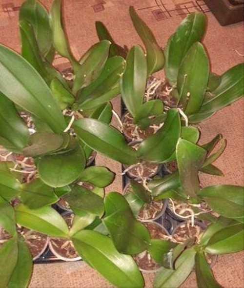 Орхидея фаленопсис отцветшие