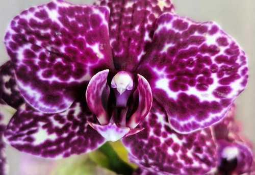 Орхидея фаленопсис Дикий кот цветущий