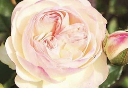 Роза Пастелла штамб 90-100 см