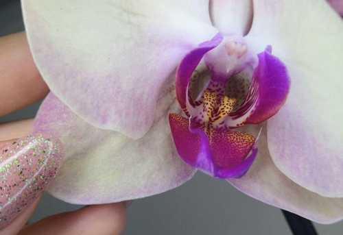 Орхидея цветы 10 см. Нюдовая