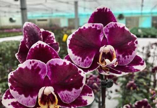 Орхидея Phal. Miki Brownie