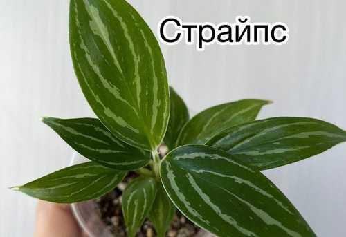 Аглаонема церопегия