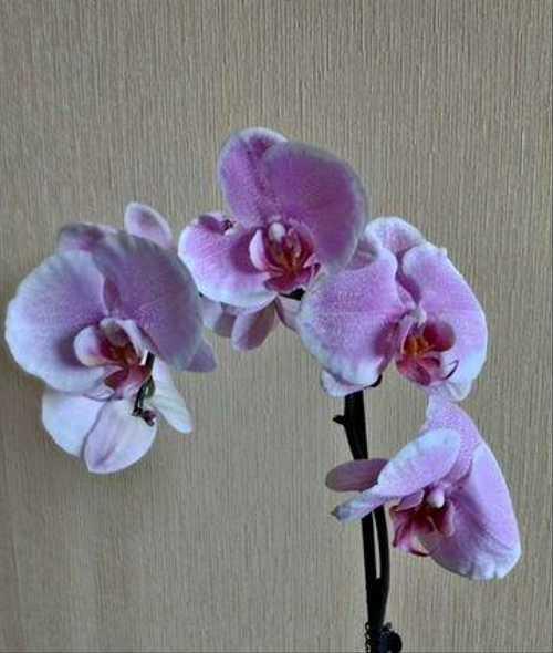 Фаленопсис микс орхидея