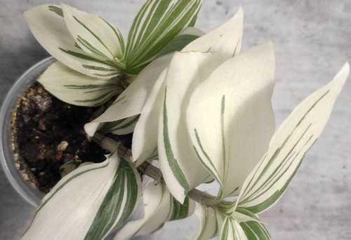 Традесканция белоцветковая и альбифлора