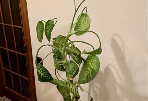 Растение комнатное Диффенбахия