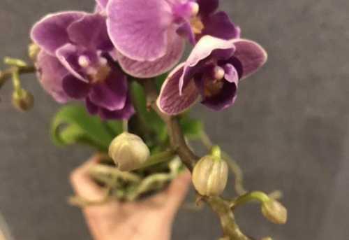 Орхидея фаленопсис Violet Queen (Виолет квин)