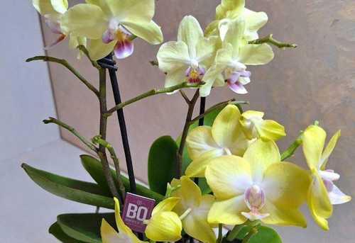 Орхидеи фаленопсис мультифлора