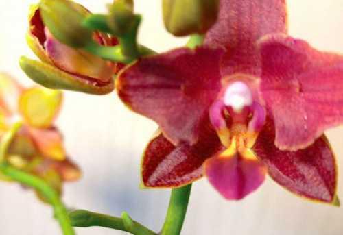 Орхидея фаленопсис бабочка Феникс