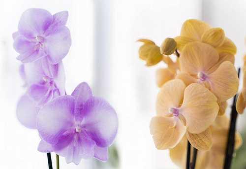 Орхидея фаленопсис биг лип абрикосовый и сакура