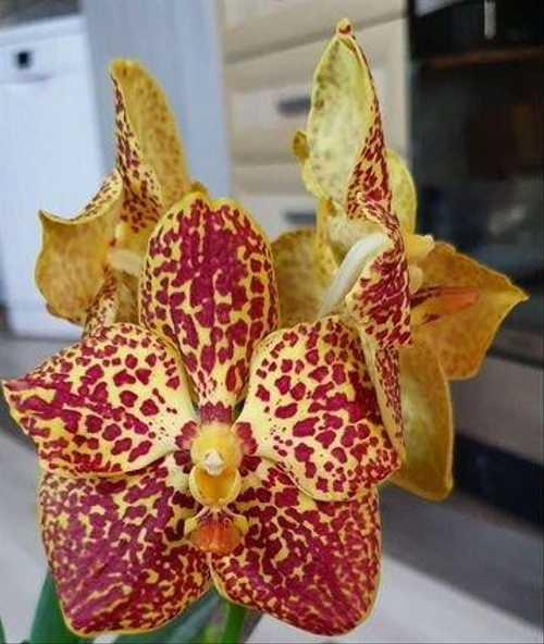 Орхидея ванда vanda желтая цветет
