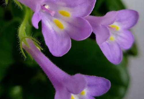 Примулина/Primulina hochiensis