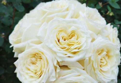 Букет невесты из пионовидных крупных роз. Айвори