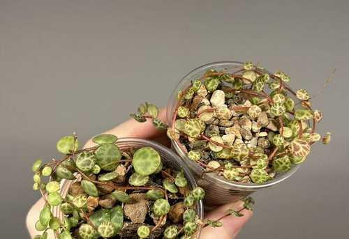 Пеперомия прострата (Peperomia Prostrata)