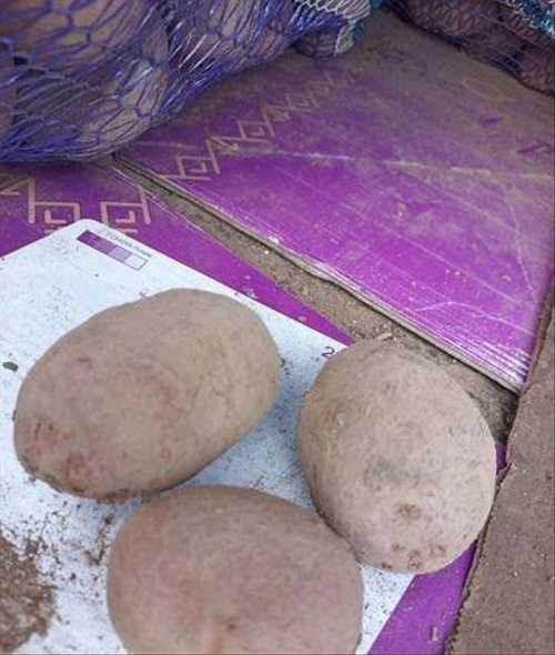 Семенной картофель Беллароза