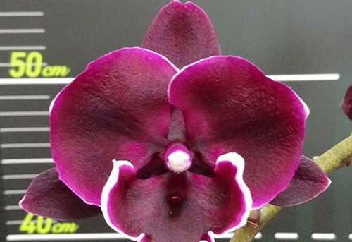 Орхидея Phal. Miki Humor 468