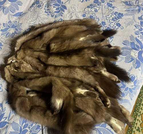 Шкуры соболя