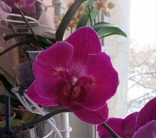 Орхидея фаленопсис стелленбош
