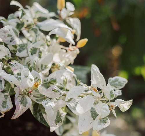 Перец острый вариегатный (Maruoha variegated C.Ann