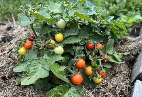 Комнатные томаты/минитоматы,семена