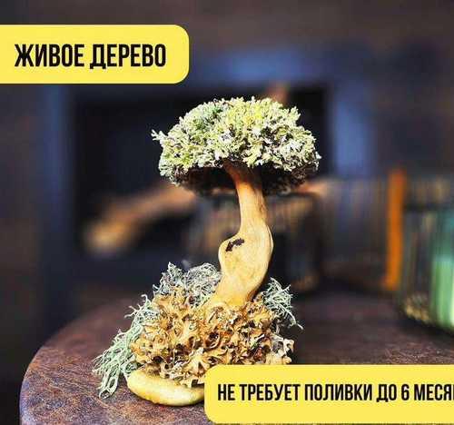 Мини деревце из цетрарии. Ручная работа
