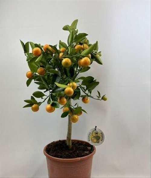Мандариновое дерево с плодами H 75-80
