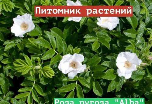Роза ругоза Alba Оптом из питомника