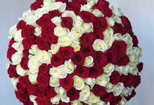 Букет красных и белых роз, нежные розы